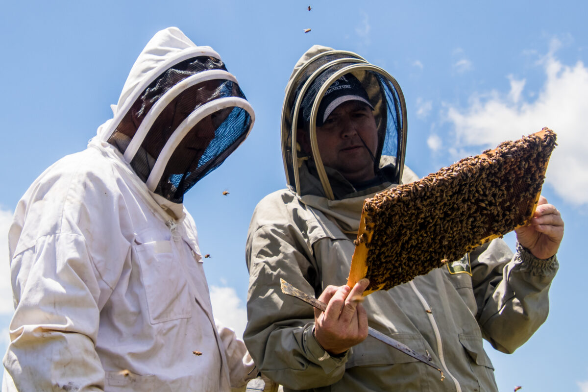 WATCH Peak Nectar Flow Means Lots Of Honey At PIT Blue Sky PIT News Site