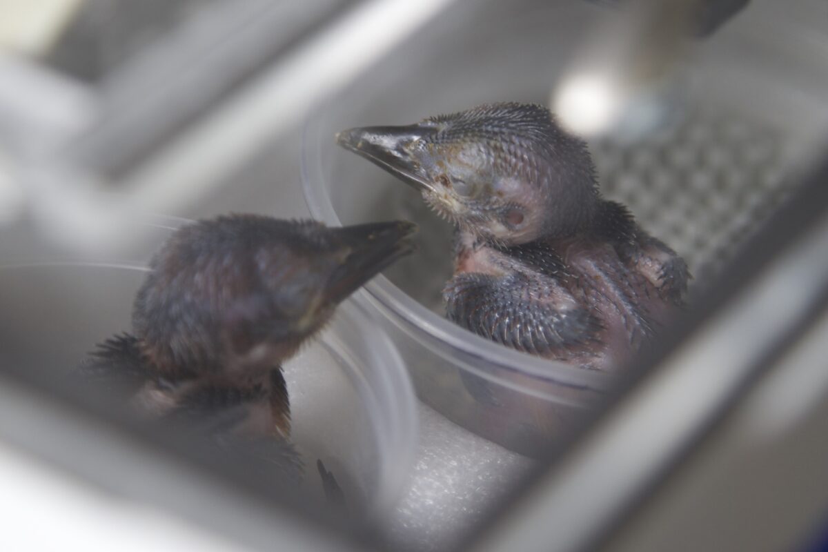 Threatened with Extinction, Rare Birds Get Flight Upgrade at PIT - Blue ...